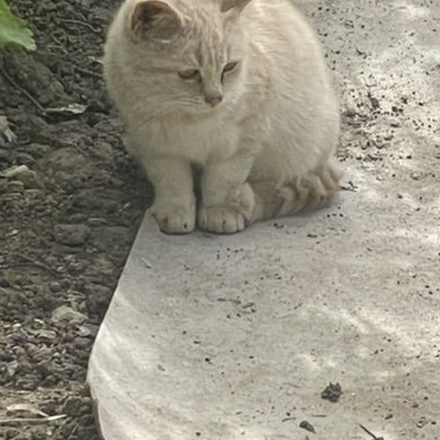 Британский короткошёрстный котёнок