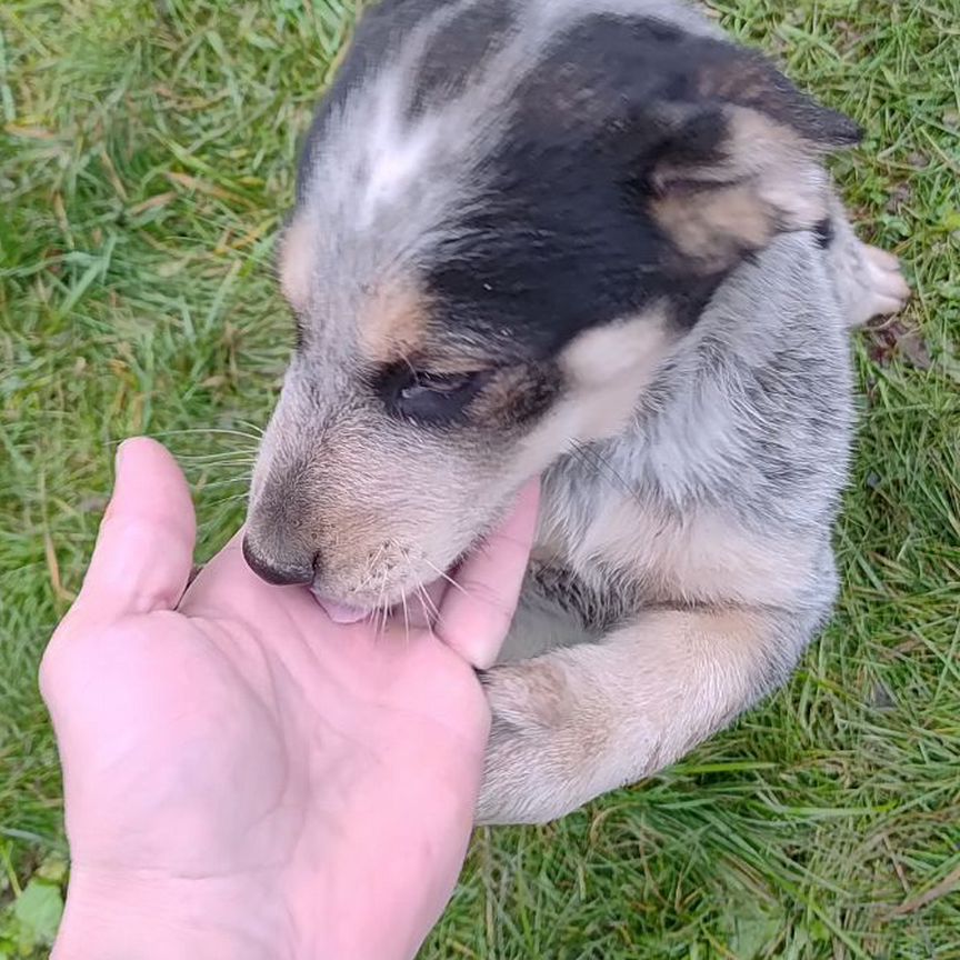 Щенок в добрые руки