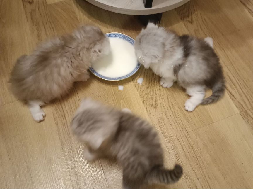 Шотландские котята