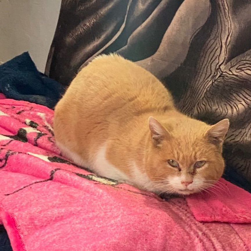Че кот. Найден кот