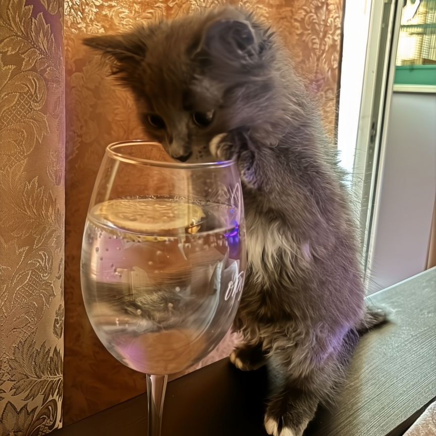 Котёнок в добрые руки