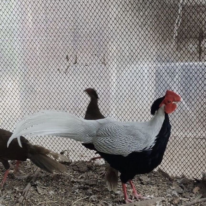 Продаю семью фазанов