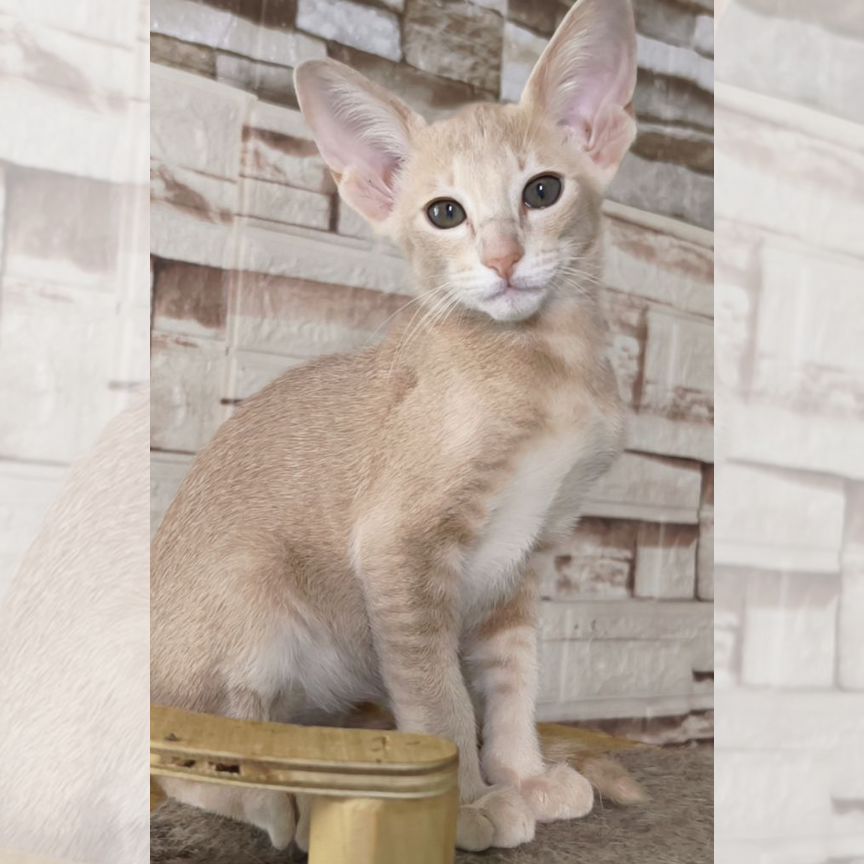 Ориентальный котёнок