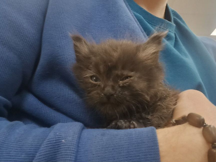 Котята бодрые бесплатно