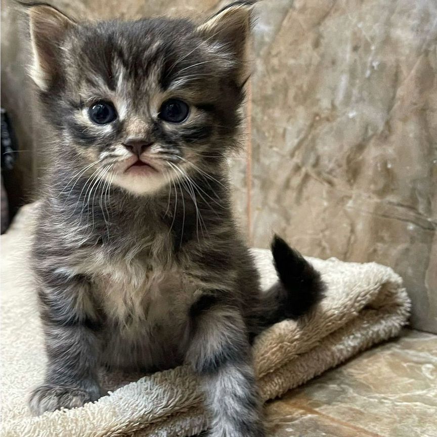 Котята от шотландской кошки