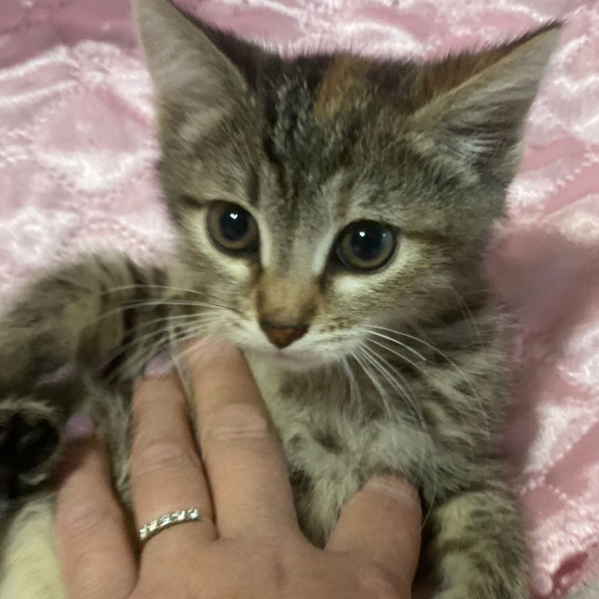 Котенок девочка