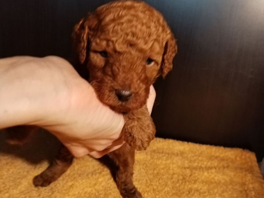 Резерв щенков карликового пуделя