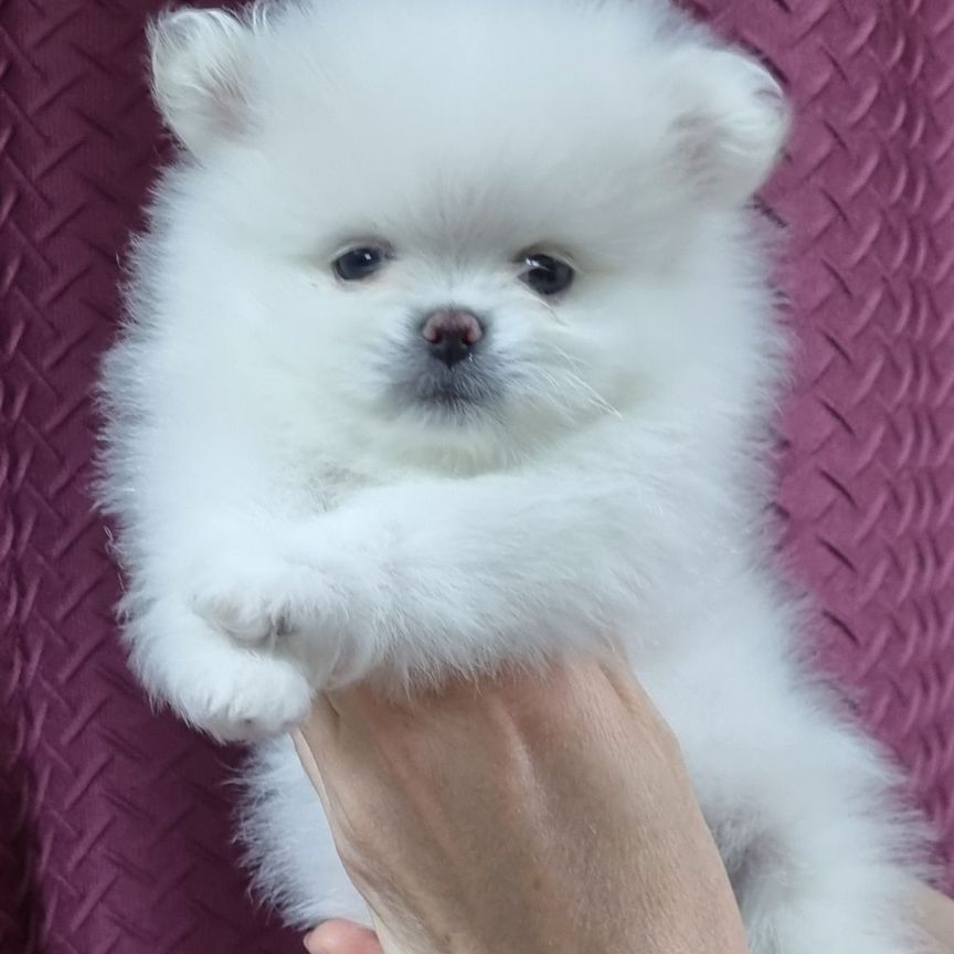 Померанский шпиц