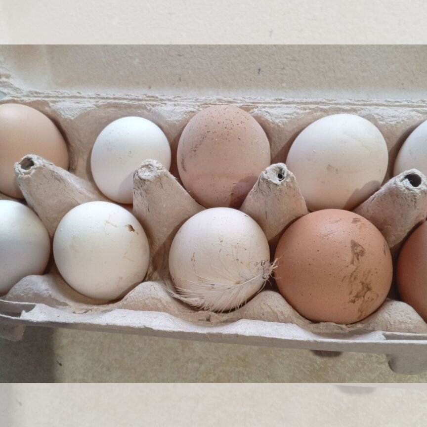 Яйцо домашнее