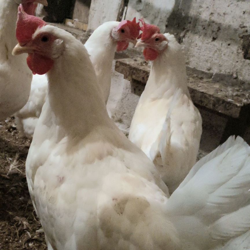 Куры несушки