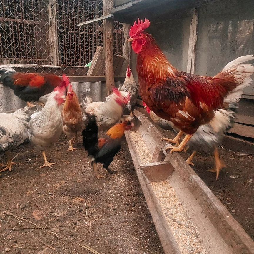 Петухи разных пород