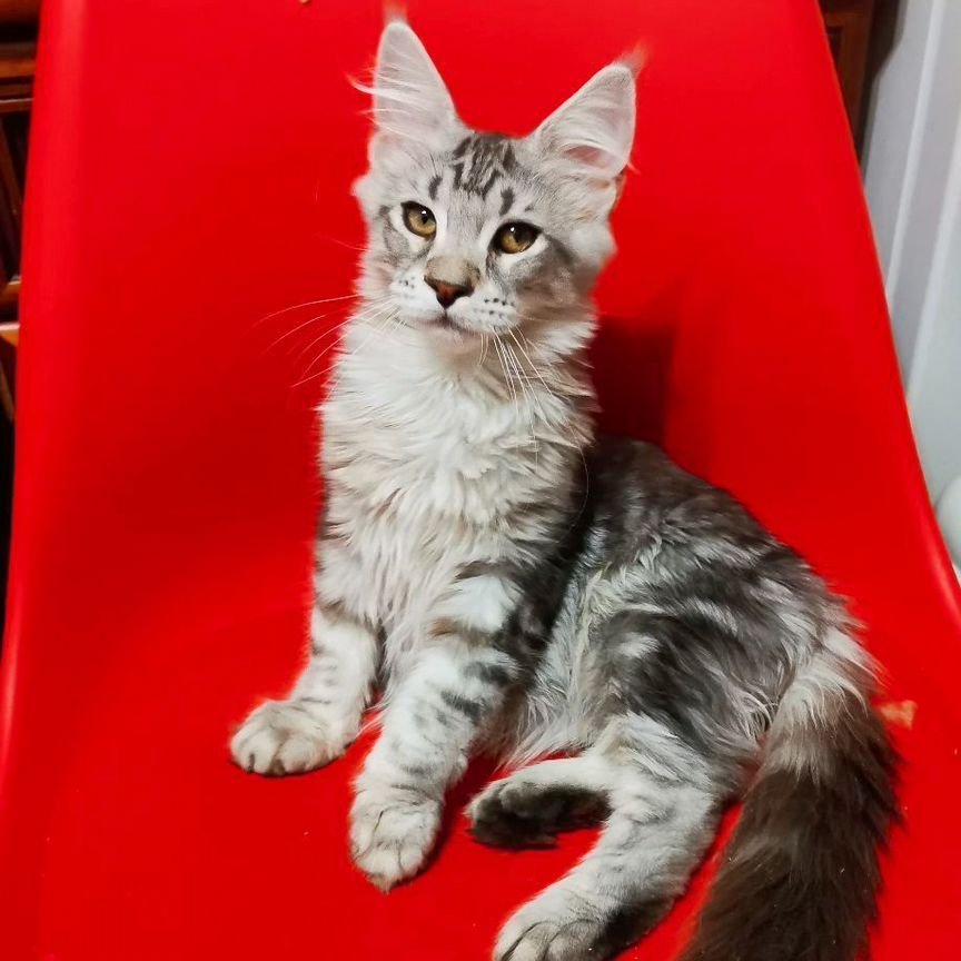 Котята мейн-кун