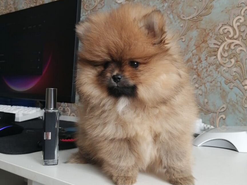 Шикарные девочки