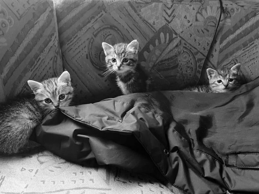 Котята ищут дом)