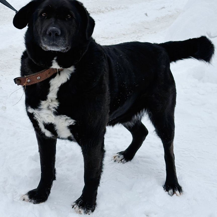 Взрослый пёс в добрые руки