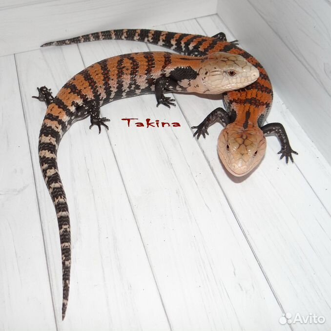 Ящерица Сцинк Синеязыкий Гигантский Tiliqua Gigas