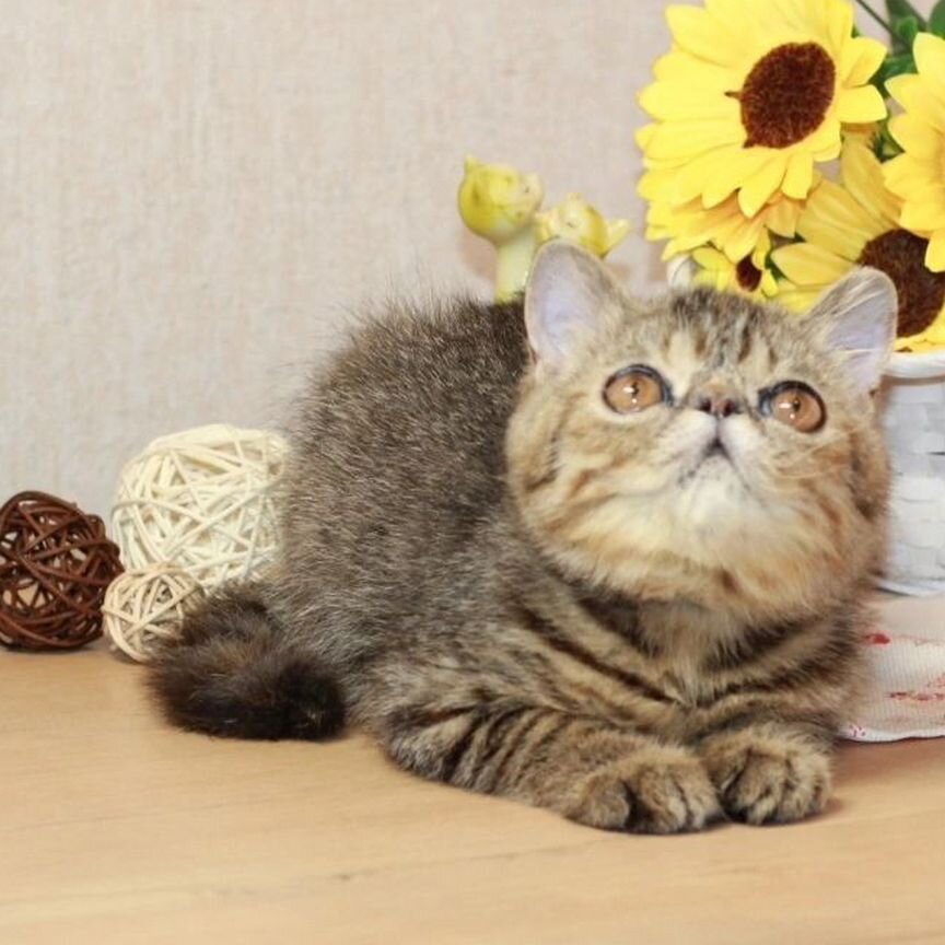 Котенок экзот