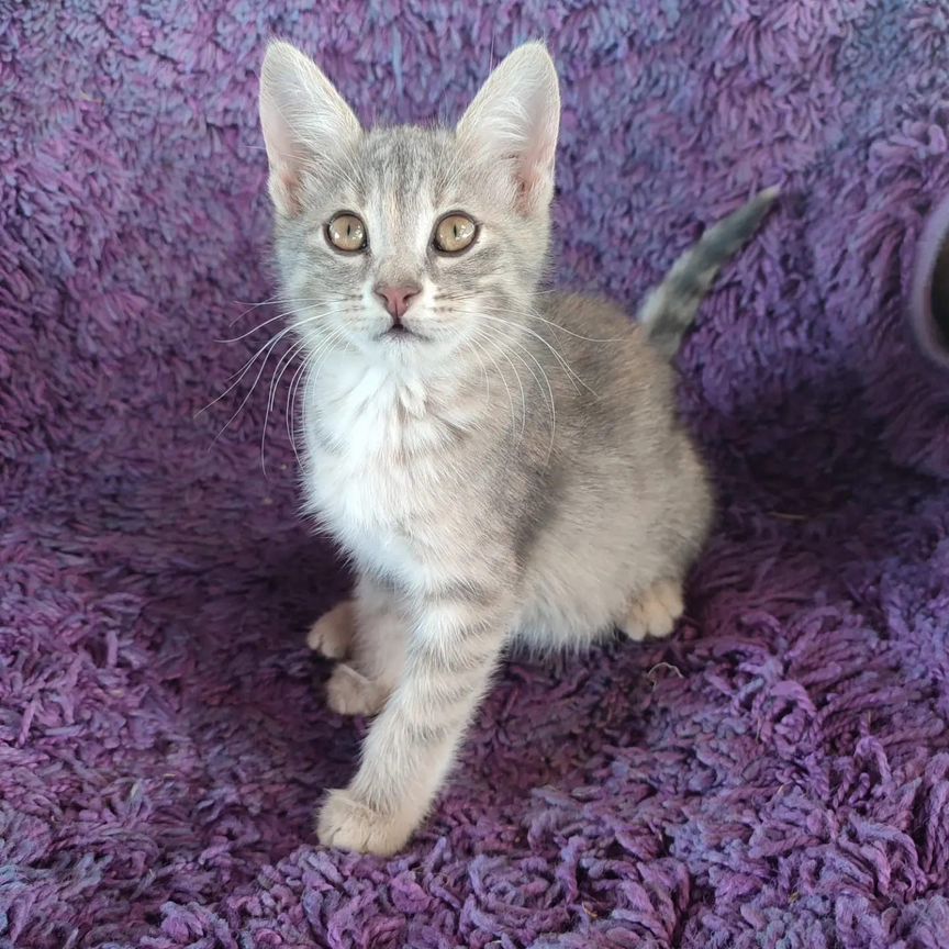 Кошка кот котик котенок котеночек