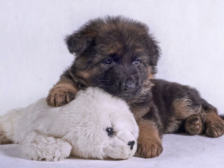 Немецкие отличные охранные овчарки - здоровые щенк