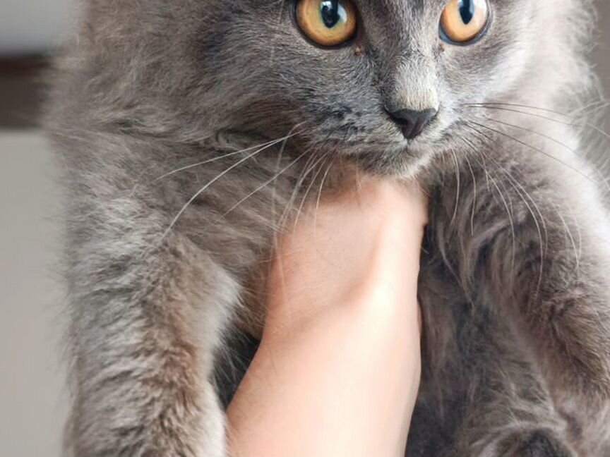 Британские котята