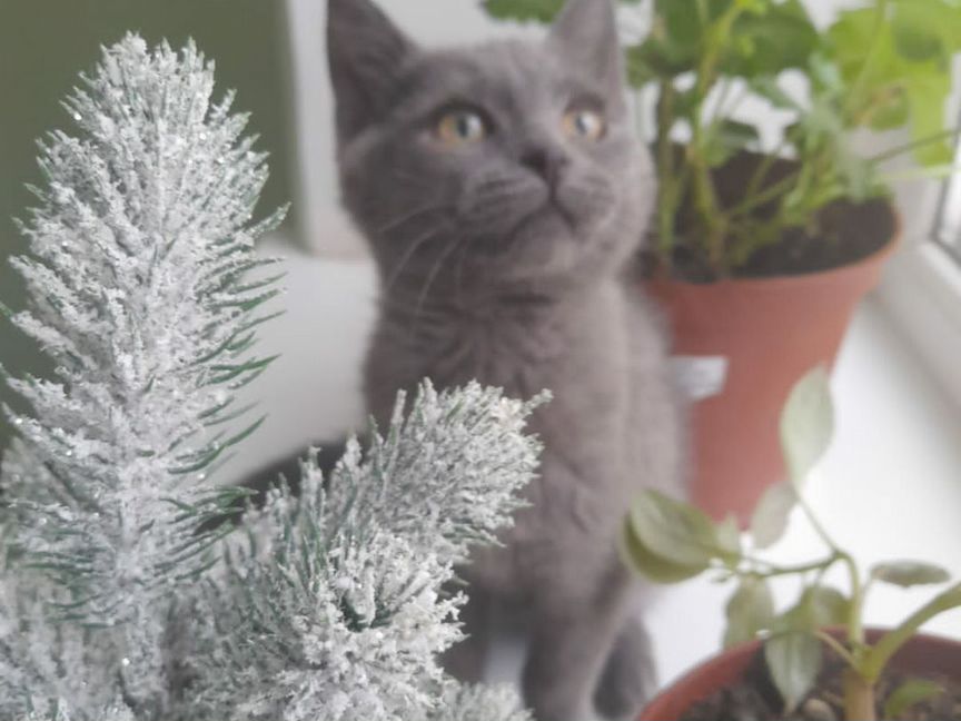 Русская голубая котёнок