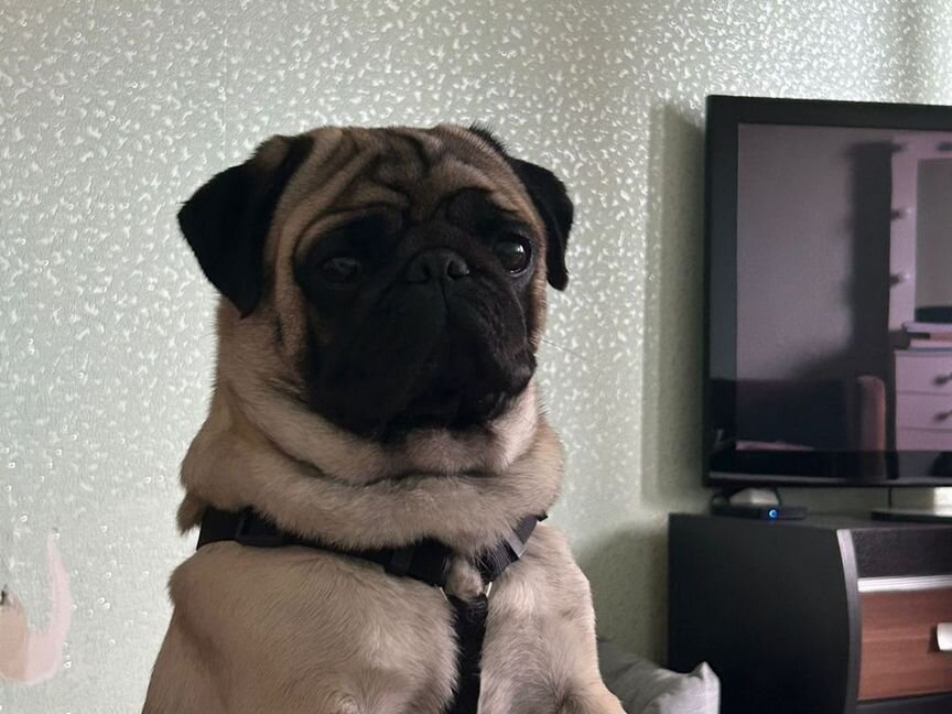 Мопс вязка мальчик