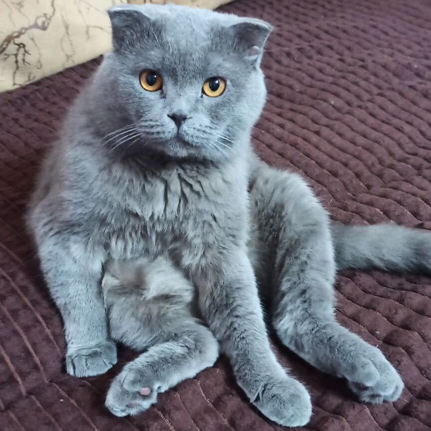 Шотландский кот