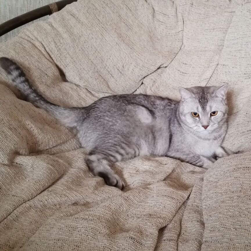 Британский короткошёрстный кот, взрослый