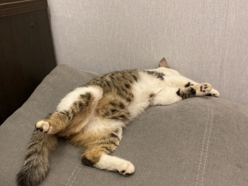 Котенок-мурчалка