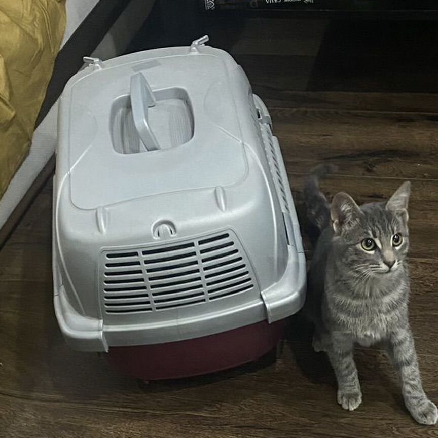 Котенок в добрые руки