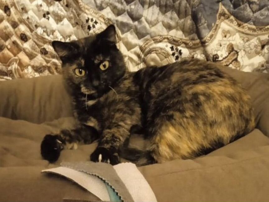 Отдам молодую стерильную кошечку