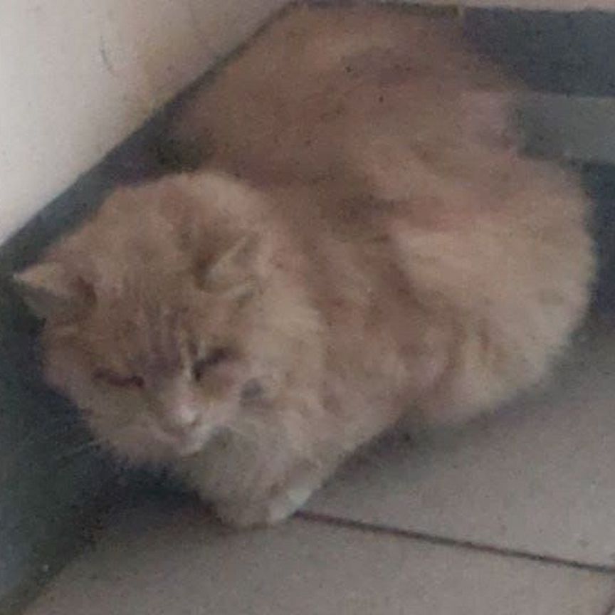 Котика бросили в подъезде