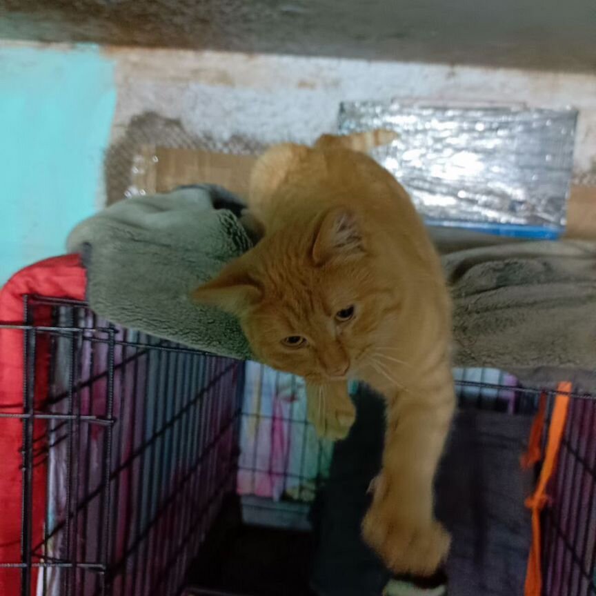 Котенок в добрые руки
