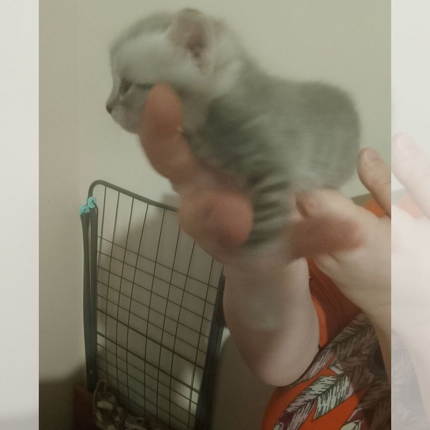 Шотландский вислоухий короткошёрстный котёнок