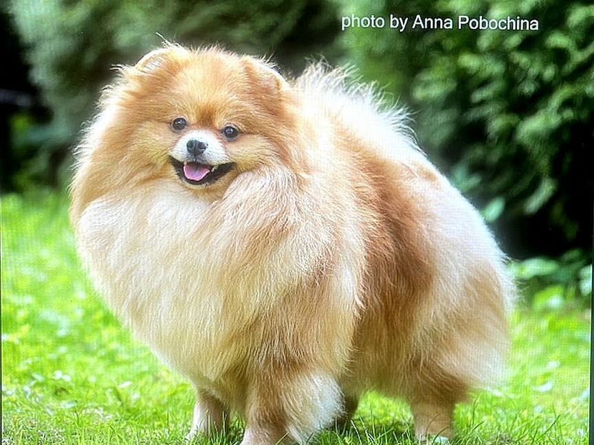 Шпиц, шикарный мальчик