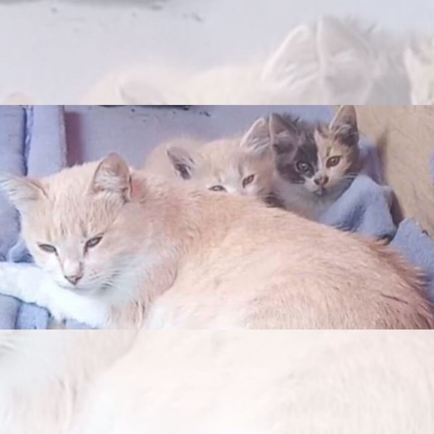 Котята в добрые руки