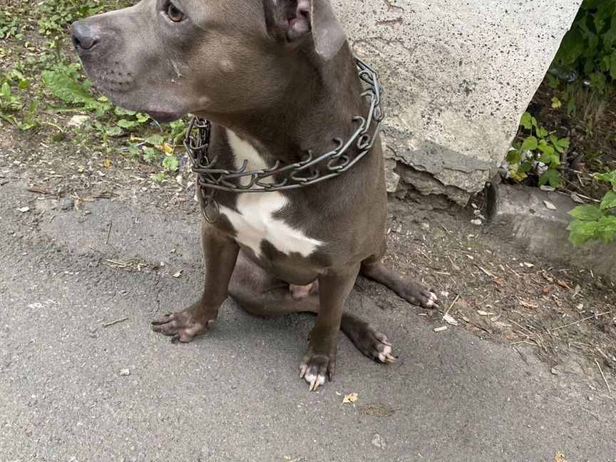 Отдам Стаффа