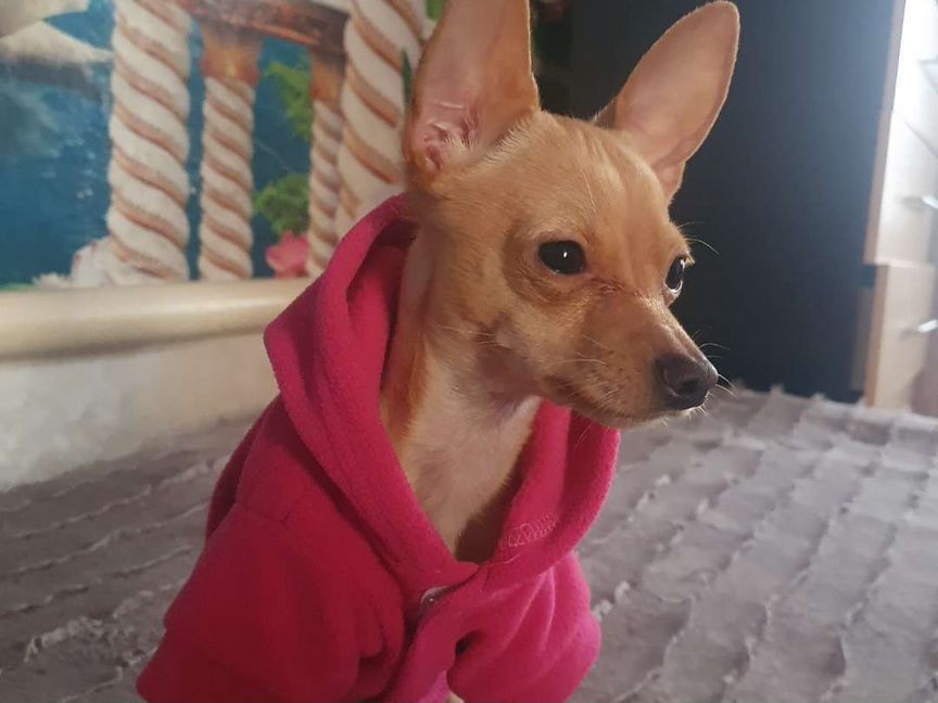 Ищем невесту
