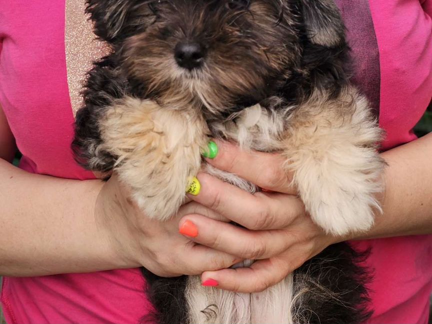 Йоркширский терьер -щенки