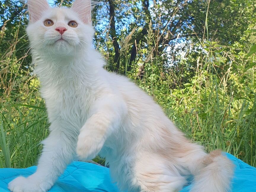 Котята мейн-кун и кот полидакт