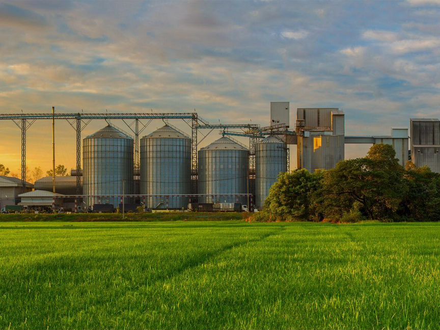 Зерно пшеница ячмень кукуруза