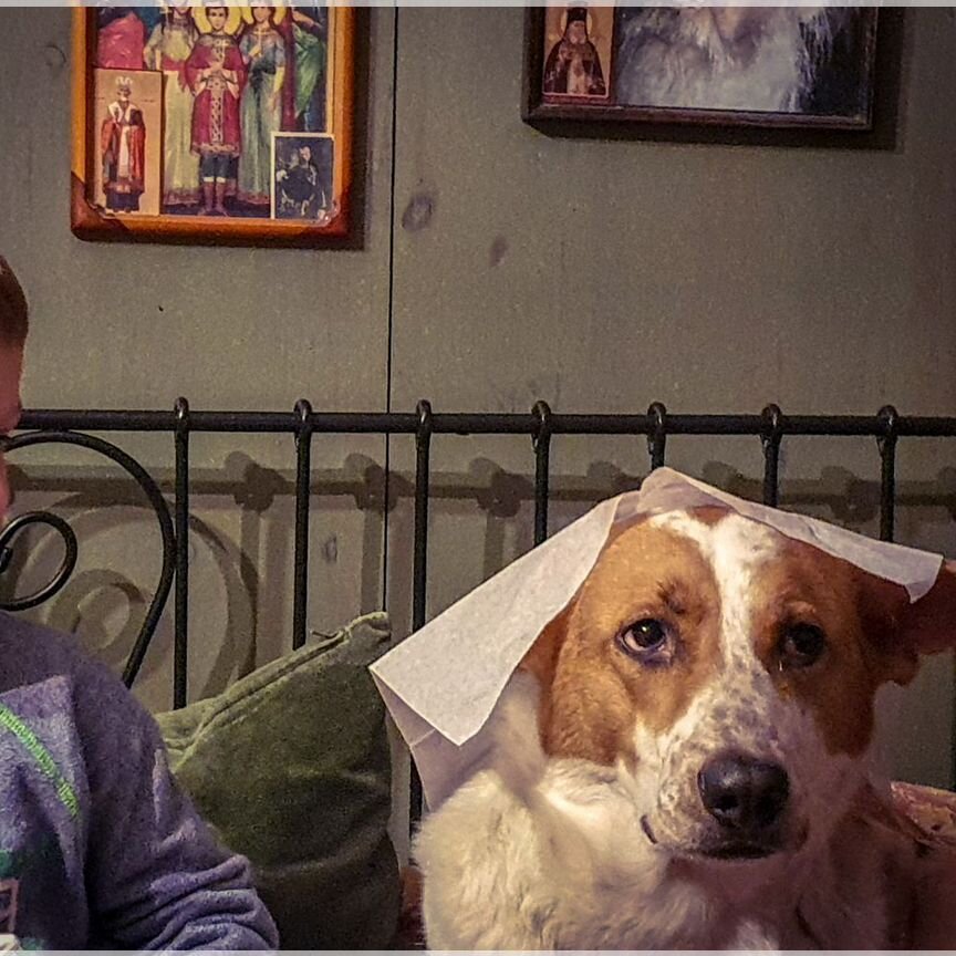 Собака в добрые руки