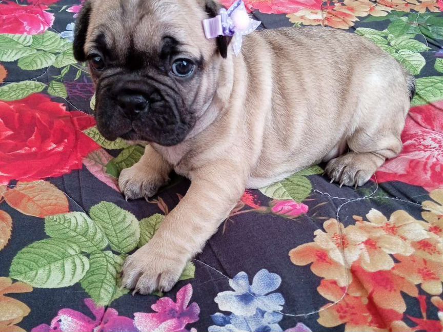 Французский бульдог щенки