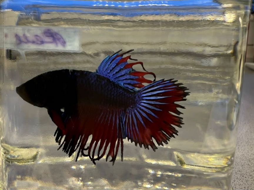 Рыбка петушок