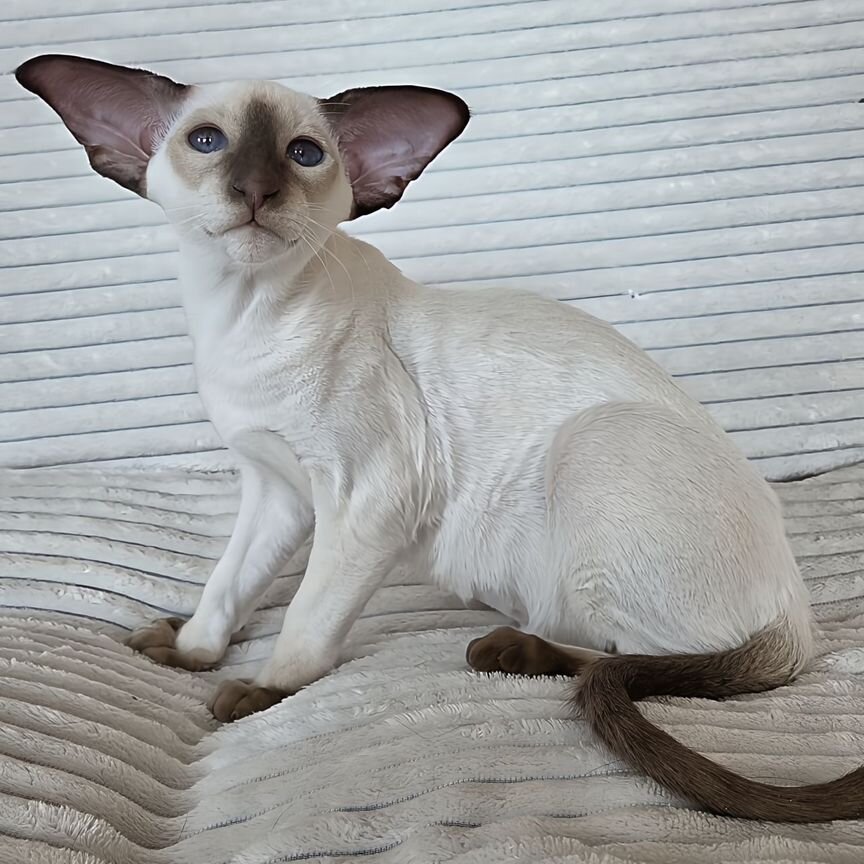 Ориентальный котёнок