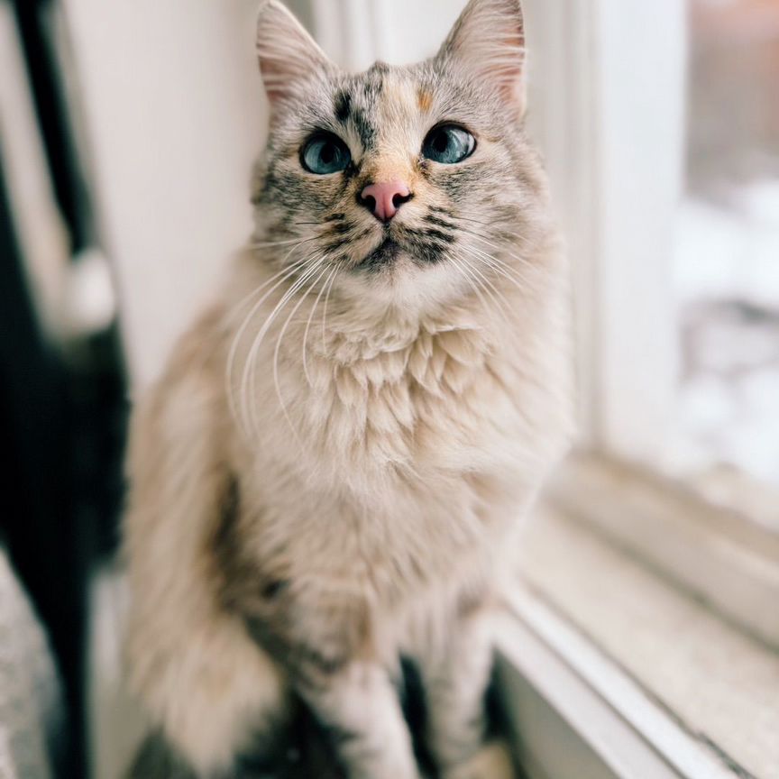 Кошка в добрые руки