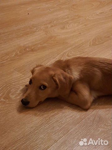 Джек рассел помесь