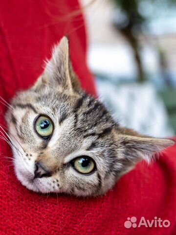Бусинка котенок ищет дом