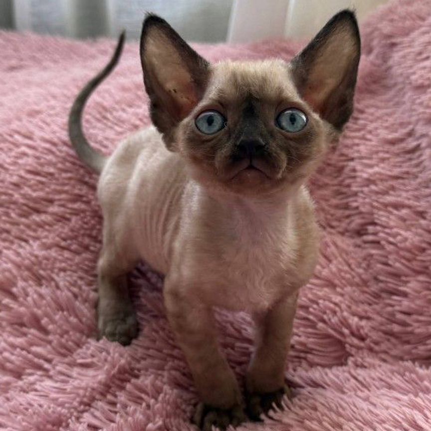 Девон-рекс котёнок