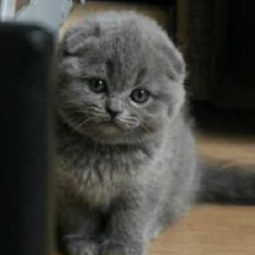 Шотландский вислоухий короткошёрстный котёнок